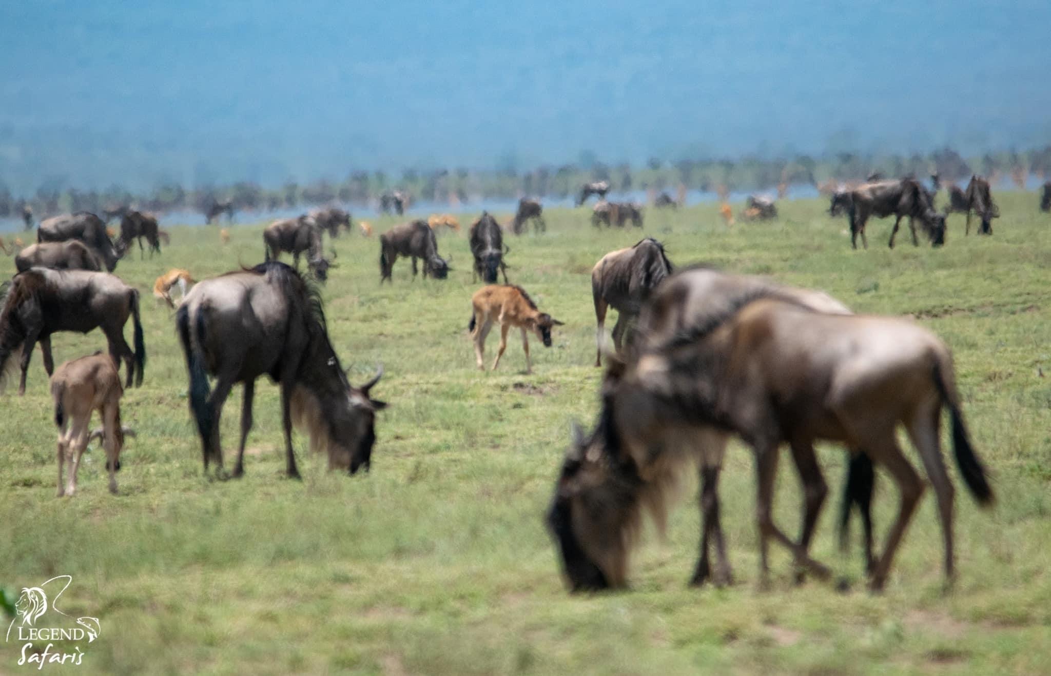 Ndutu Calving Safari – Tanzania – Legend Safaris