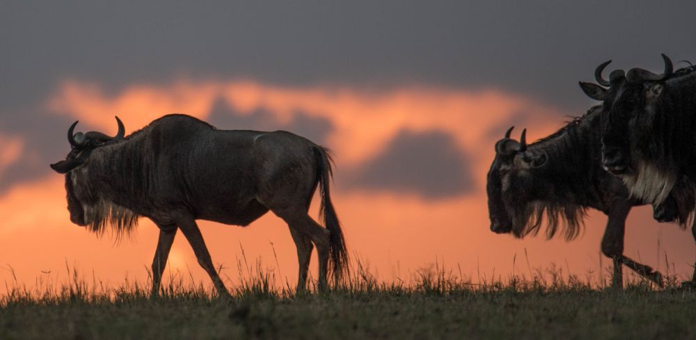Maasai Mara Migration Safari Legend Safaris