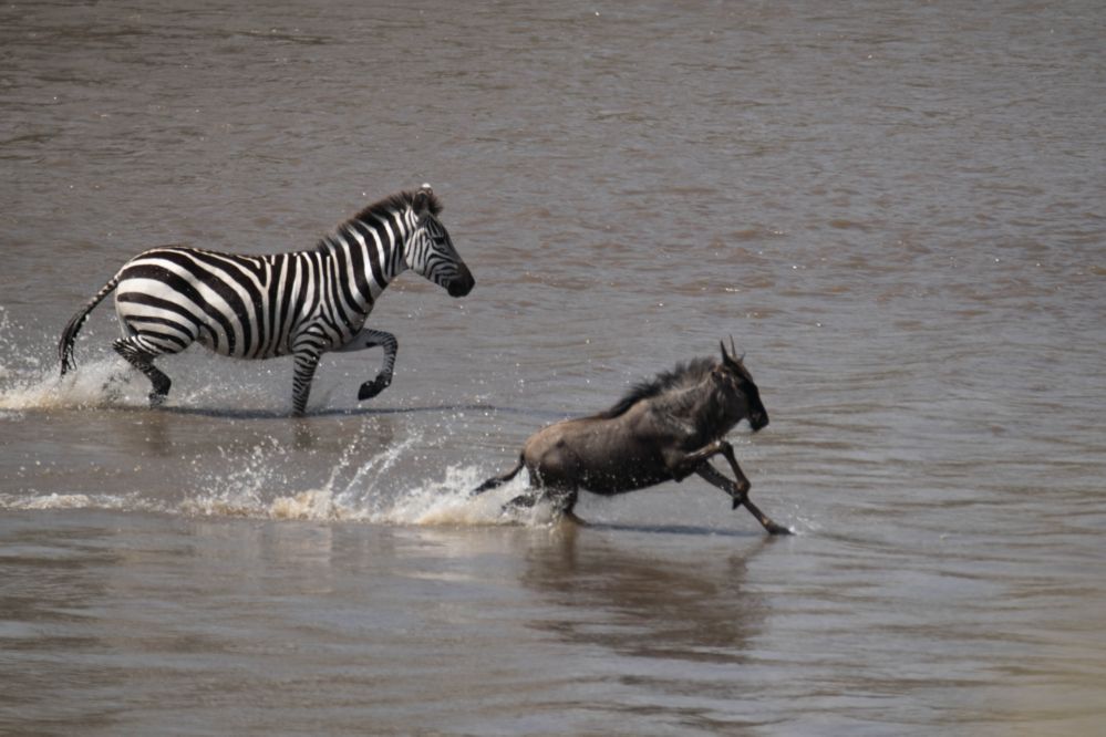 Maasai Mara Migration Safari Legend Safaris