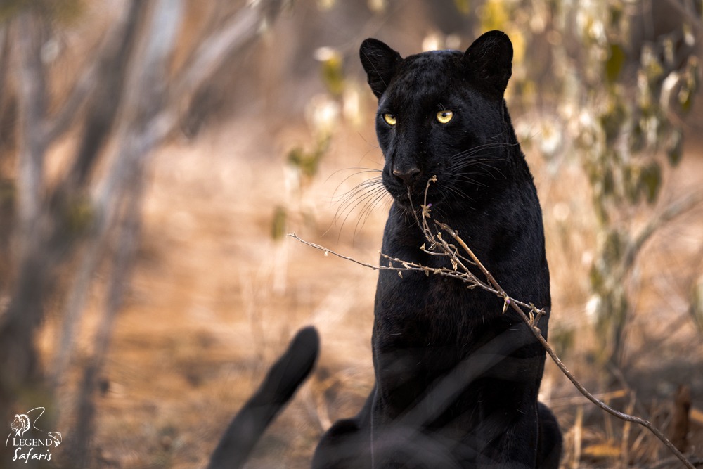 Black Leopard Photo Safari – Laikipia, Kenya – Legend Safaris
